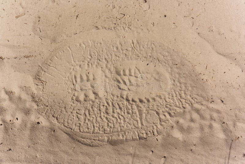 Footstep elephant vs human stock image. Image of huge - 42711537