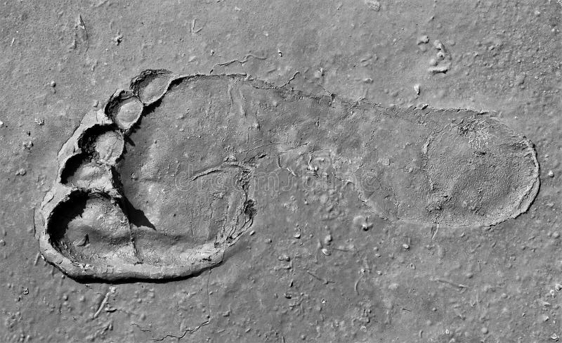 Footstep of a Person on the Mud Stock Photo - Image of grey, shape ...