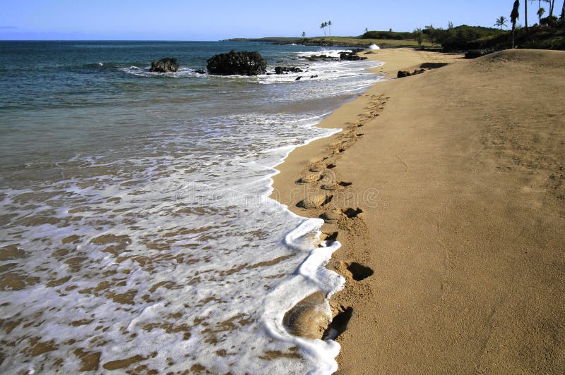 Footsteps on the Beach stock image. Image of palm, rocks - 1331391