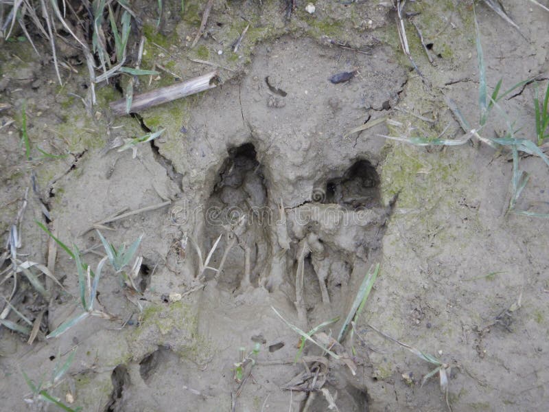The Footsteps of the Boar`s Legs Stock Image - Image of natural, track ...