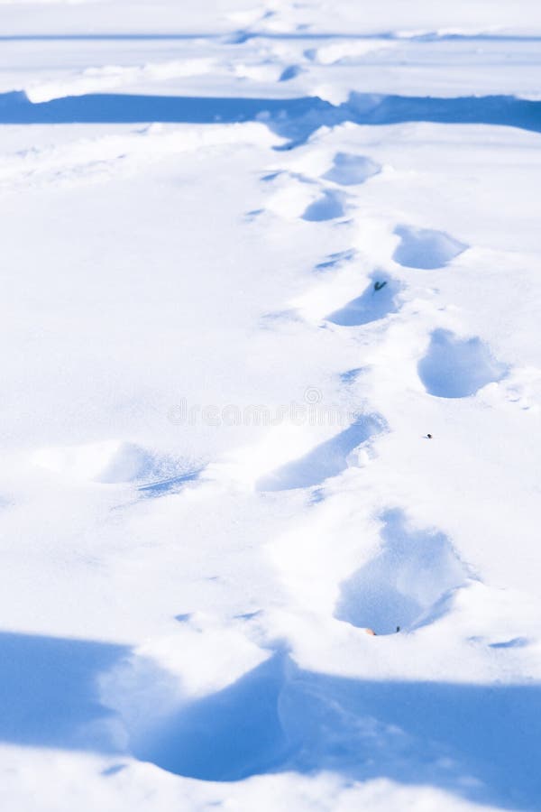 Footsteps on a Bright Snow Surface in a Cold Winter Day Stock Photo ...