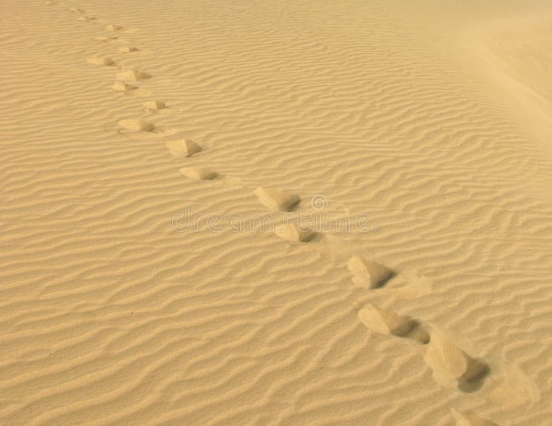 Footsteps In Desert Picture. Image: 19346029