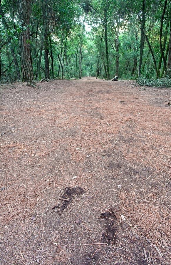 Footsteps on Forest Walking Path Stock Image - Image of plants ...