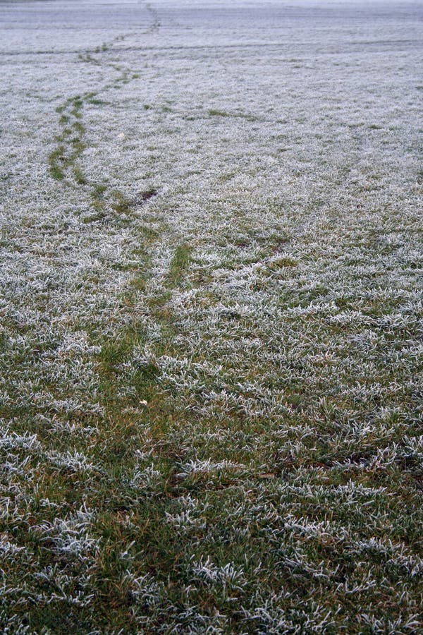 Footsteps in frosty grass stock image. Image of chill - 1534195