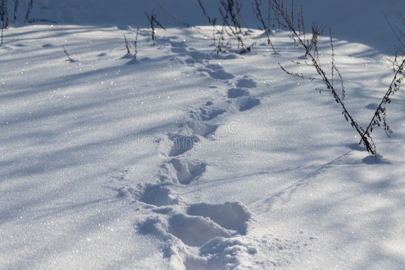 Footsteps, Human Tracks in the Snow Stock Photo - Image of drifted ...