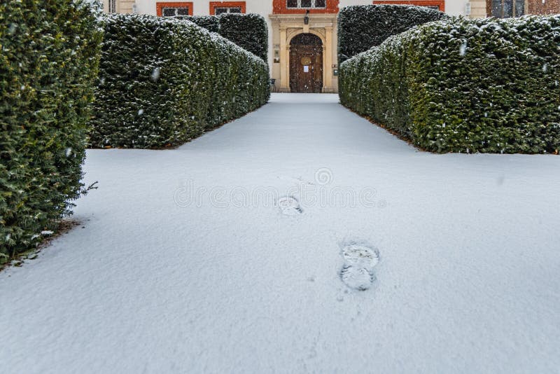 Footsteps Imprinted on the Snow at Pathway between Hedges Stock Image ...