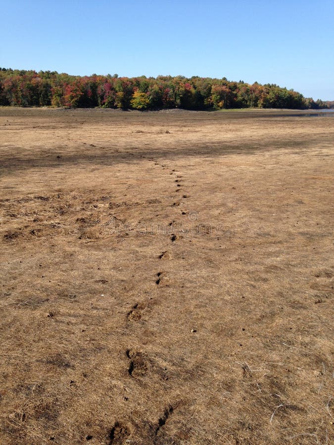 Footsteps mud stock photo. Image of footsteps, print - 34903166