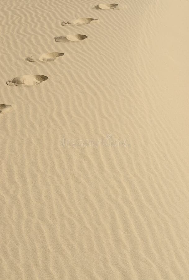 Footsteps in the Sand stock photo. Image of caribbean - 4991824