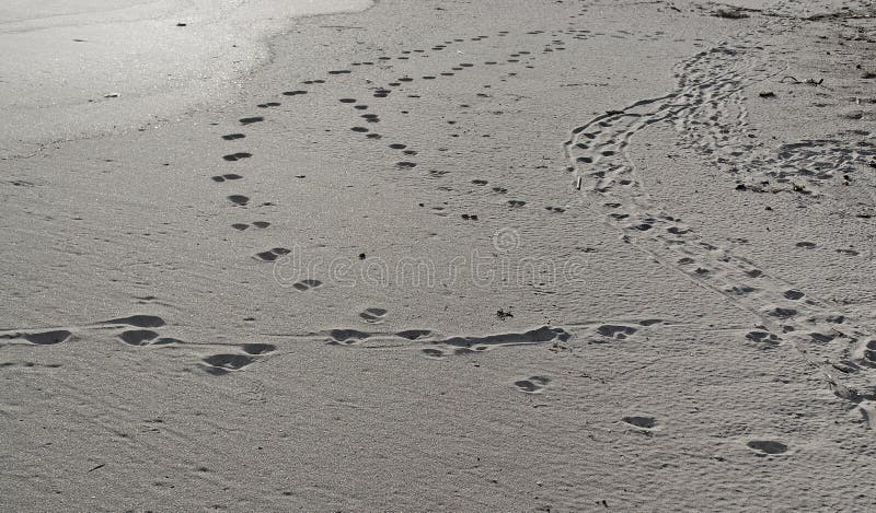 Footsteps stock image. Image of nature, tropic, arid - 47738443