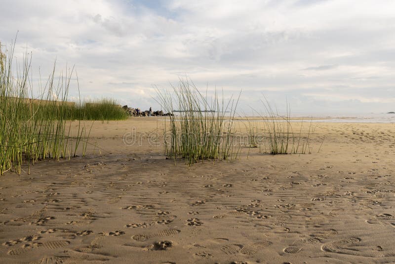 Footsteps on the Sand Near the River Stock Image - Image of grass ...