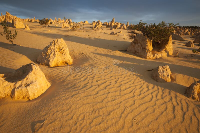 Footsteps in the Sand in the Pinnacles Desert Stock Photo - Image of ...