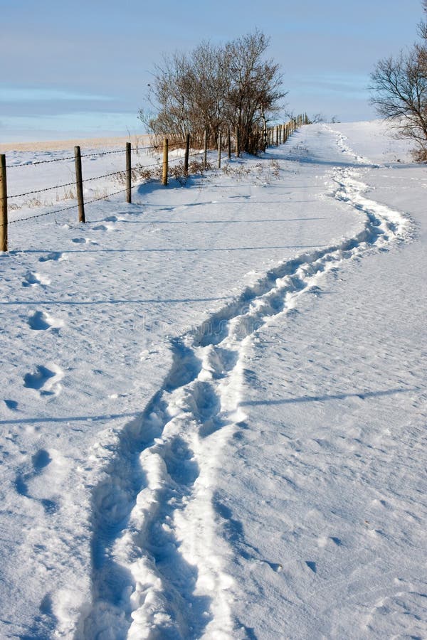 Footsteps in the Snow stock image. Image of wilderness - 12344095