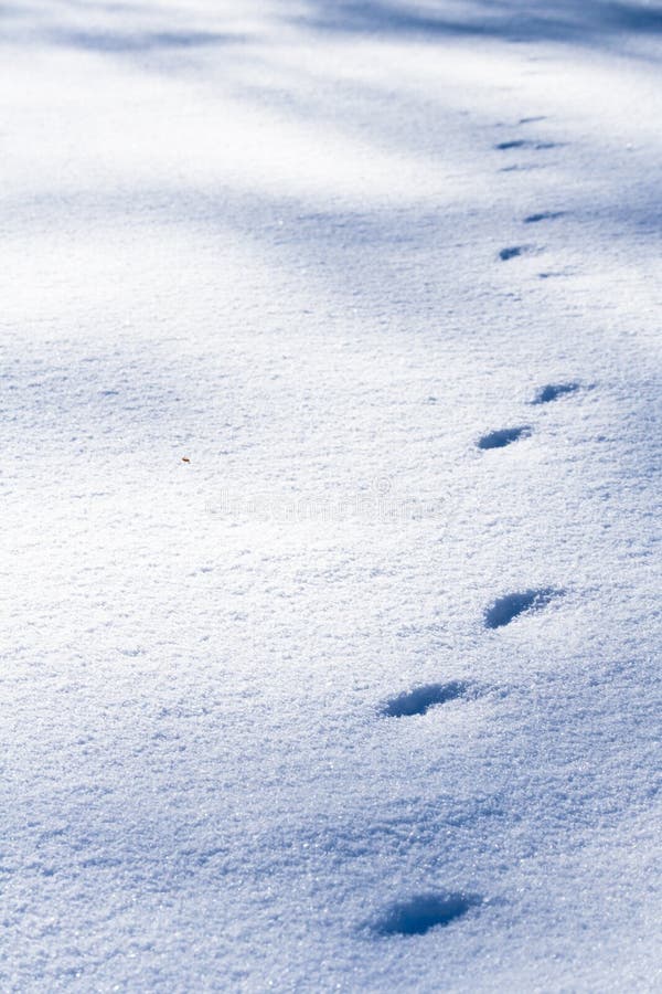 Footprints in the Snow stock photo. Image of trail, snow - 2337672