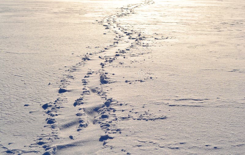 Footsteps on the snow stock photo. Image of adventure - 21568896