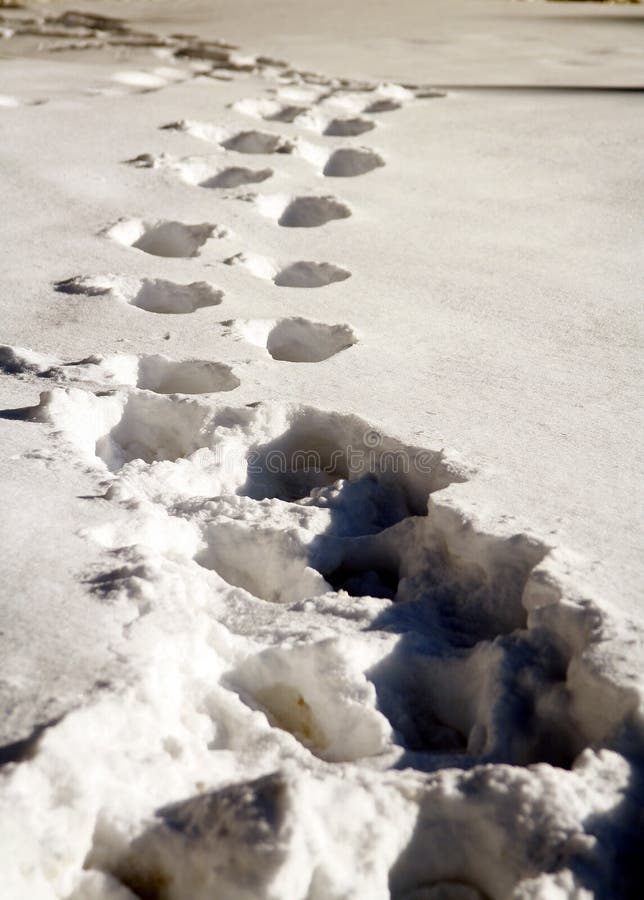 Footsteps in snow stock photo. Image of freeze, white, trace - 412860