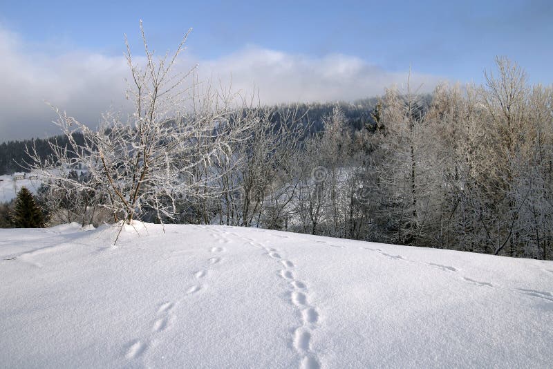 Footsteps in snow stock image. Image of country, bush, nature - 530573