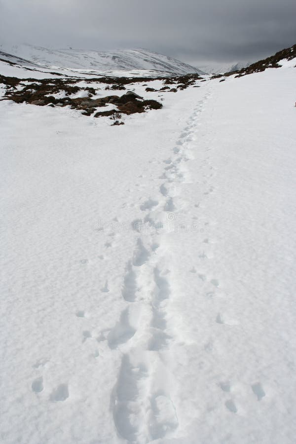 Footsteps in Snow, Cairngorms Stock Photo - Image of foot, track: 1761278