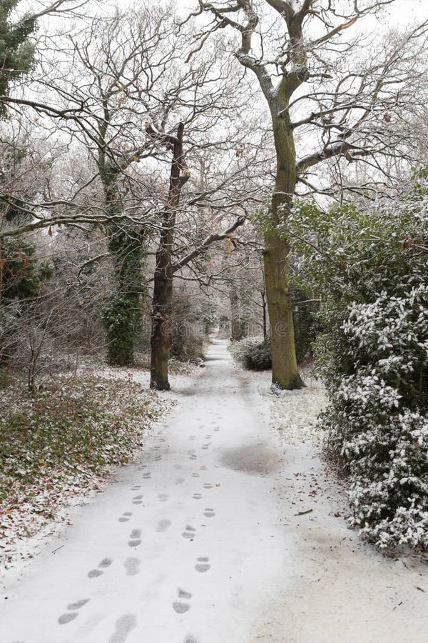 Footsteps on a Snow Covered Path Stock Image - Image of tree, forest ...