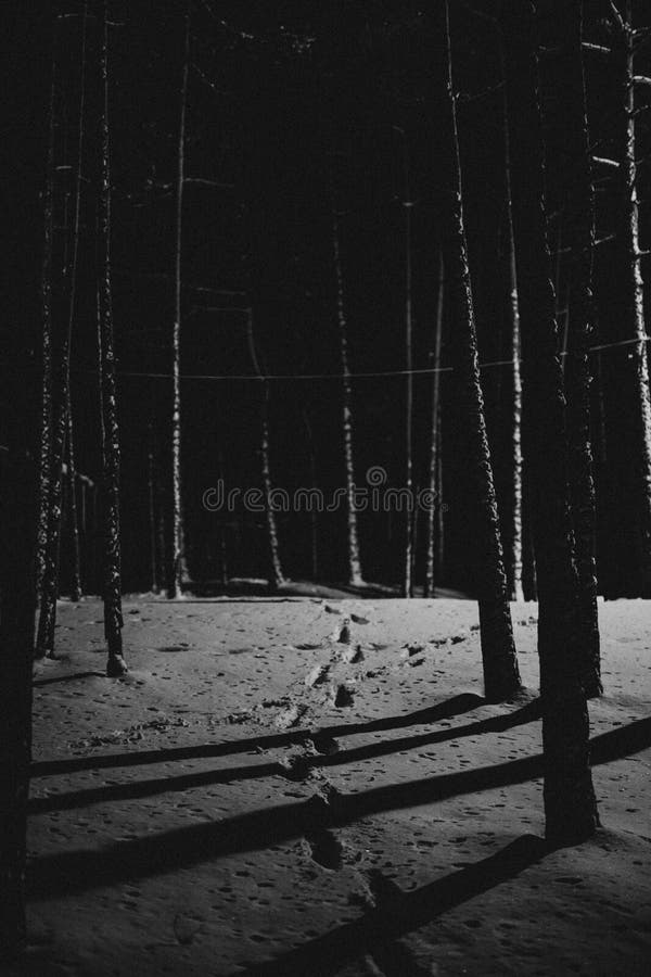 Footsteps in the Snow of a Dark Forest Stock Photo - Image of ...