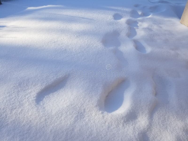 Footsteps in the Snow stock photo. Image of blizzard - 209049058