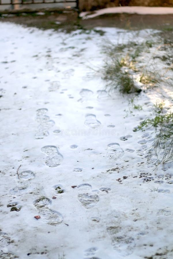 Animal Footsteps Inside Large Tire Tracks on Freshly Fallen Snow Stock ...