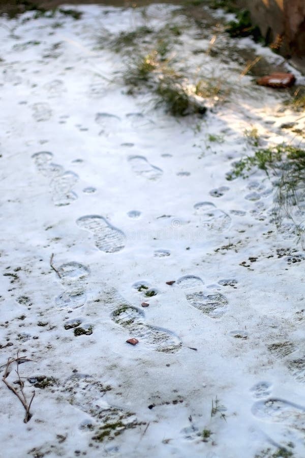 Animal Footsteps Inside Large Tire Tracks on Freshly Fallen Snow Stock ...