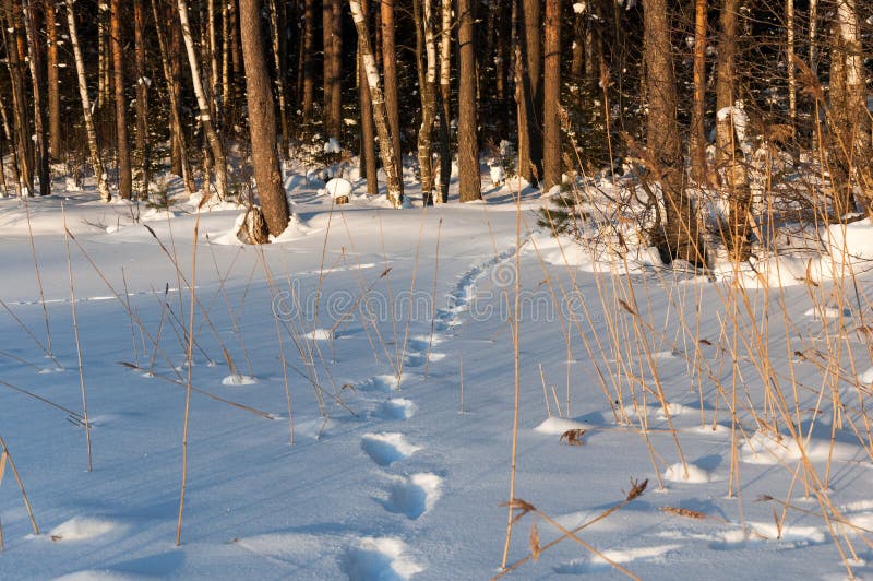 Footsteps Tracks on the Snow in the Forest Stock Image - Image of ...