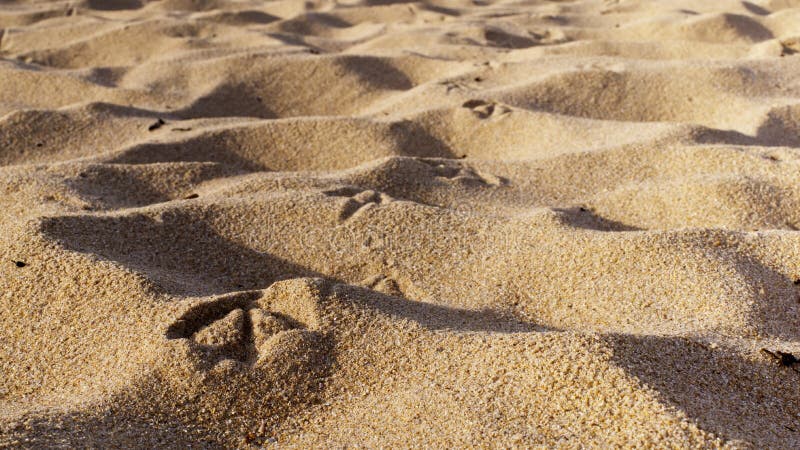 Bird Footprints on the Beach Sand Stock Photo - Image of sahara, sand ...
