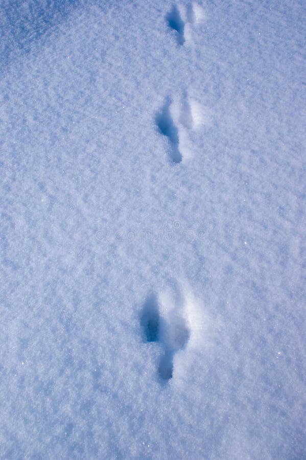 Animal Footsteps Inside Large Tire Tracks on Freshly Fallen Snow Stock ...