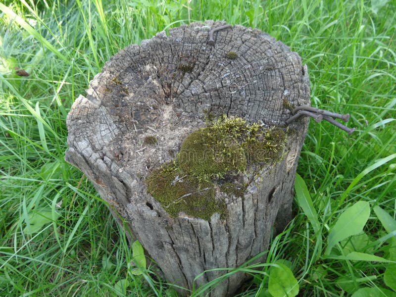 Foozle stock image. Image of garden, hobby, rest, spring - 78041449