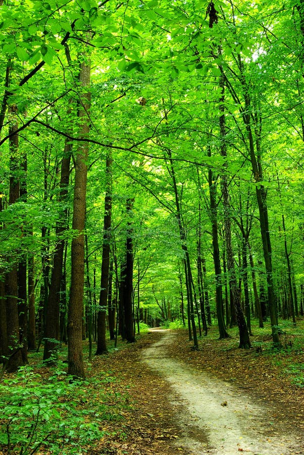 Forêt ensoleillée d'été image stock. Image du feuillage - 25227271