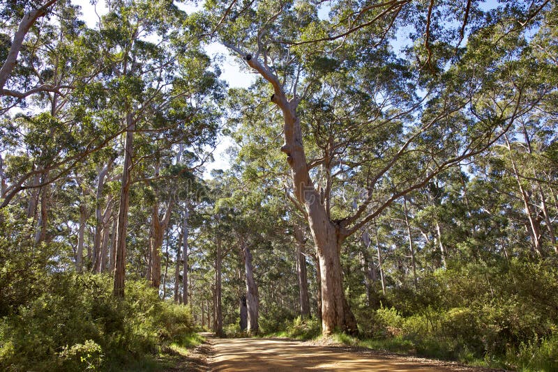 Forêt australienne image stock. Image du howe, flore - 22453681