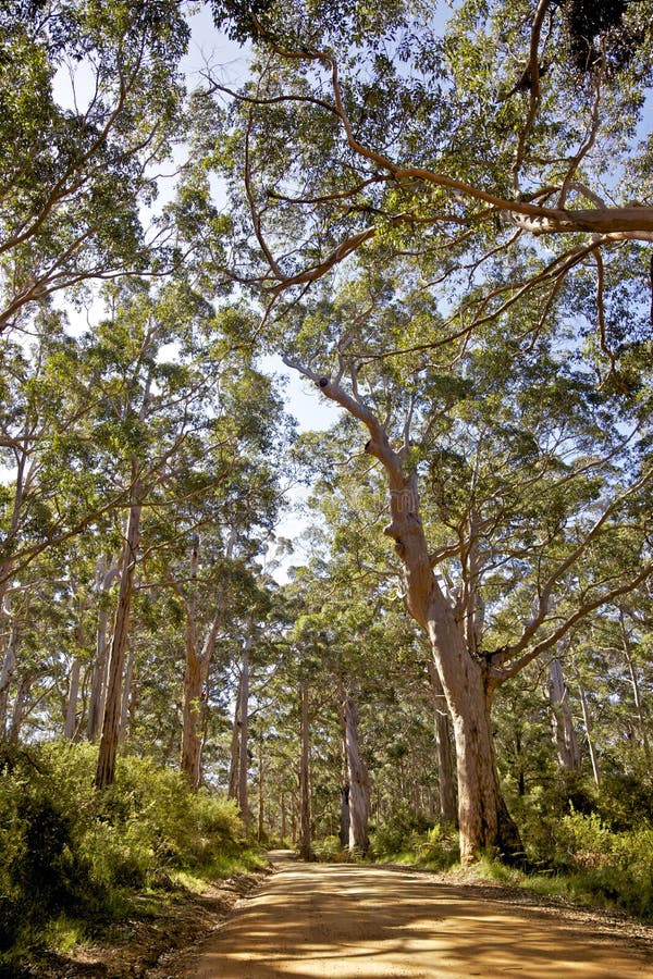 Forêt australienne photo stock. Image du bois, flore - 22453738
