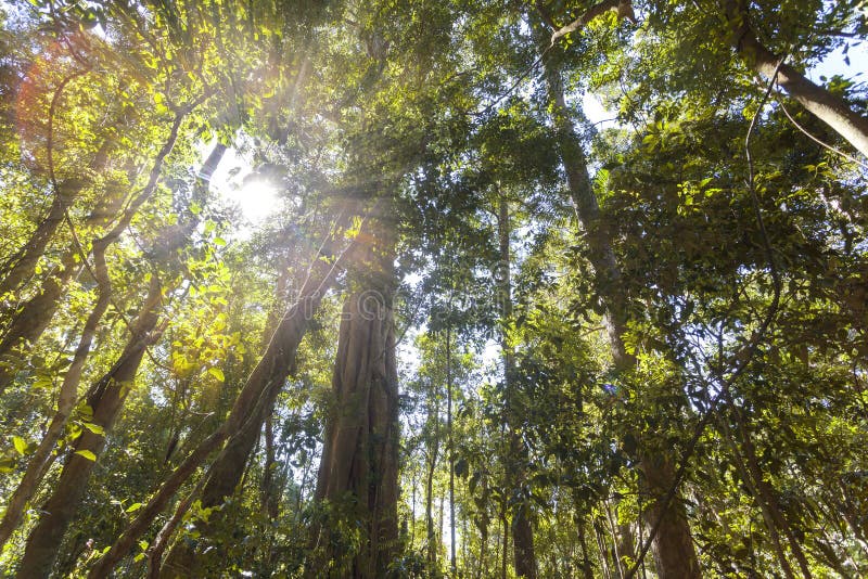 Forêt Australienne D'eucalyptus Photo stock - Image du matin ...