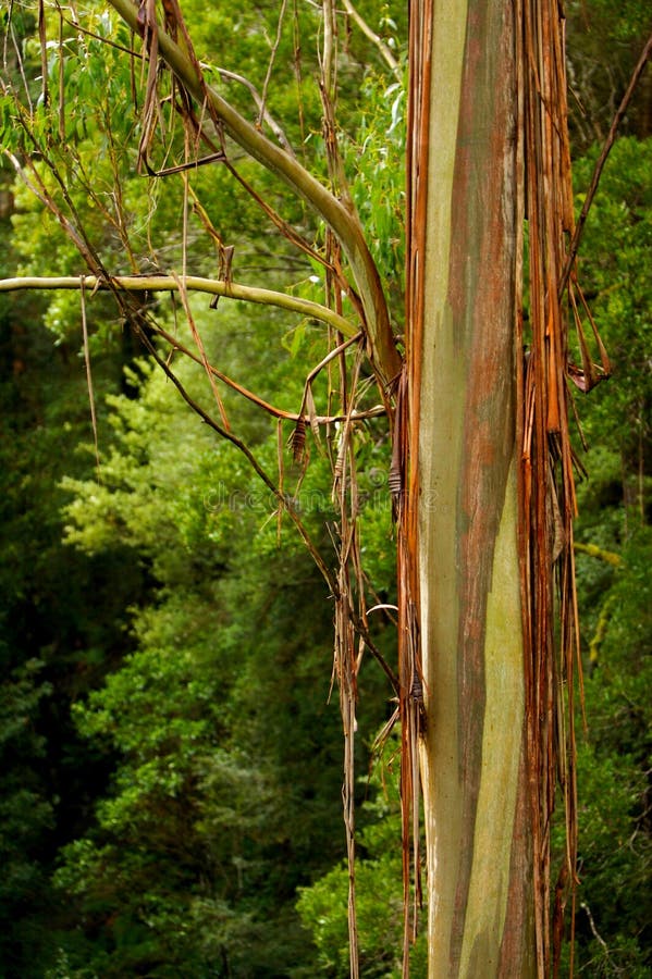 Forêt Australienne D'eucalyptus Image stock - Image du deciduous ...