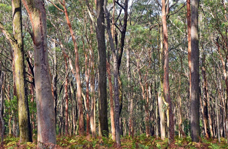 Forêt Australienne D'eucalyptus Image stock - Image du bois, flore ...