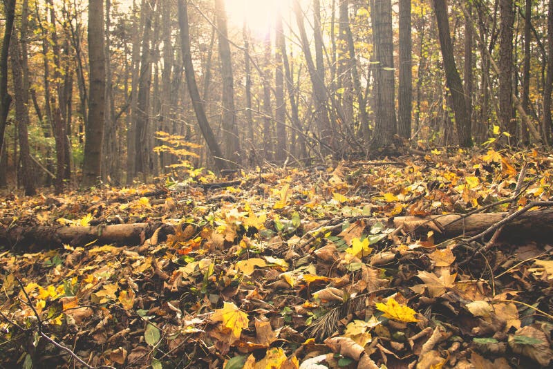 Forêt automnale photo stock. Image of lames, sunlight - 79811552
