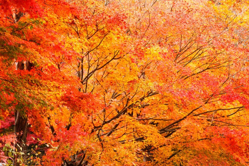 Forêt d'érables automnale photo stock. Image of jungle - 33634064