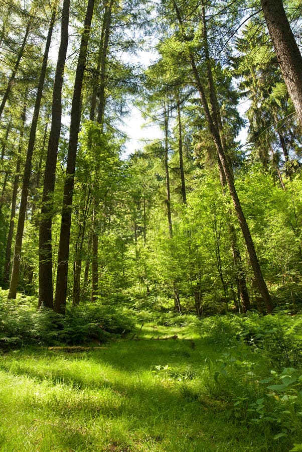 Forêt d'été photo stock. Image du brillant, plantation - 17091502