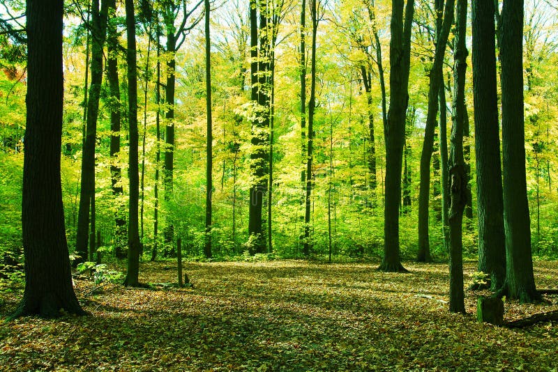 Arbres dans le printemps photo stock. Image du centrales - 26961454