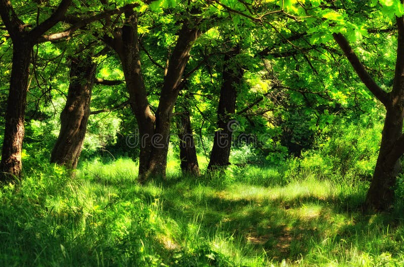 Forêt de chêne photo stock. Image du durée, details, marche - 33679284