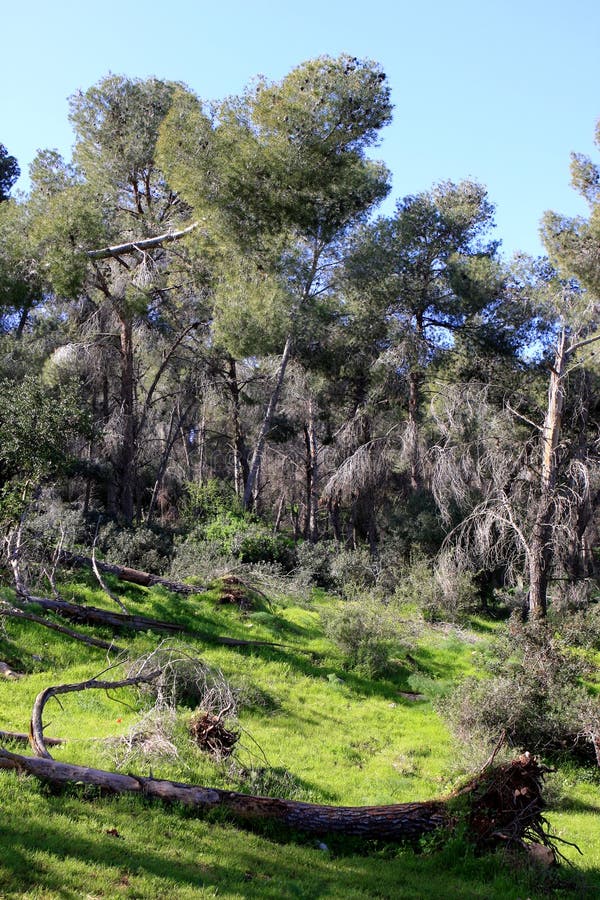 Gilboa photo stock. Image du centrale, israel, rural - 24643396