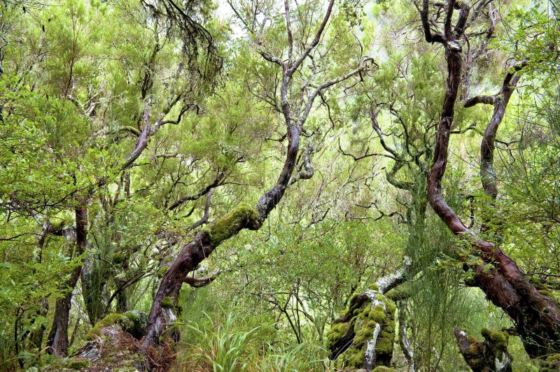 Forêts Vertes De La Madère Forêt Tropicale Dans Les Montagnes Sur L'île ...