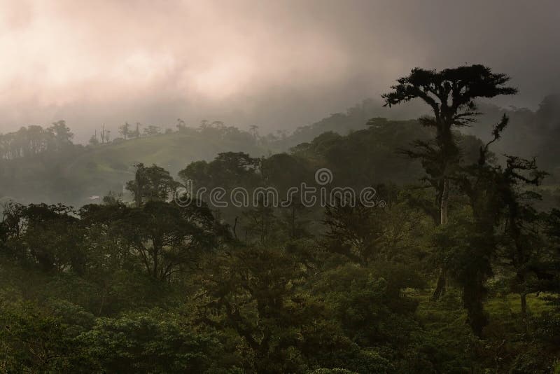 Forêt De Nuage Du Costa Rica Photo stock - Image du dense, caraïbes ...