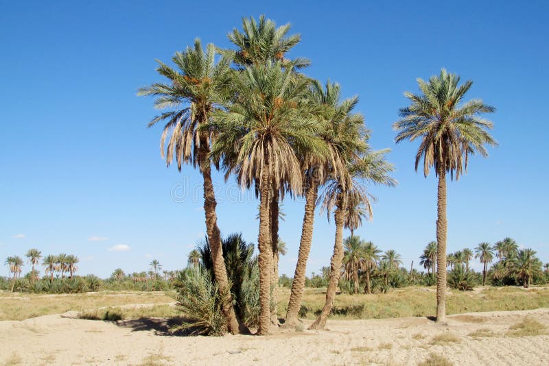 Forêt De Palmiers Dans Le Désert Image stock - Image du océan, lagune ...