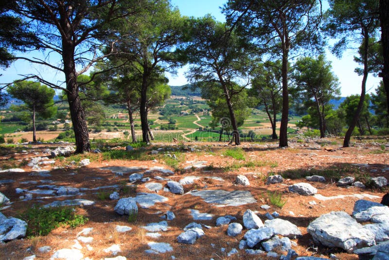 Forêt De Pin De La Provence Photo stock - Image du provence, france ...