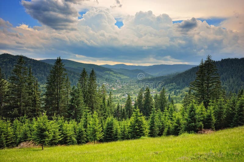 368,950 Photos de De Foret Sapin - Photos de stock gratuites et libres ...