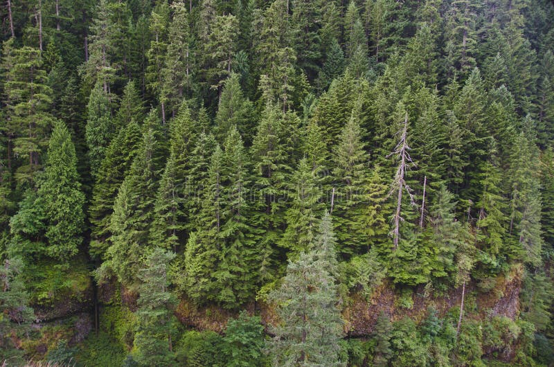 Forêt de sapin de Douglas photo stock. Image du colombie - 20570176