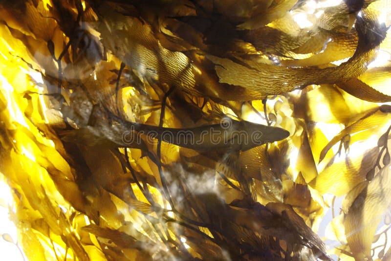 16,780 Varech Photos libres de droits et gratuites de Dreamstime