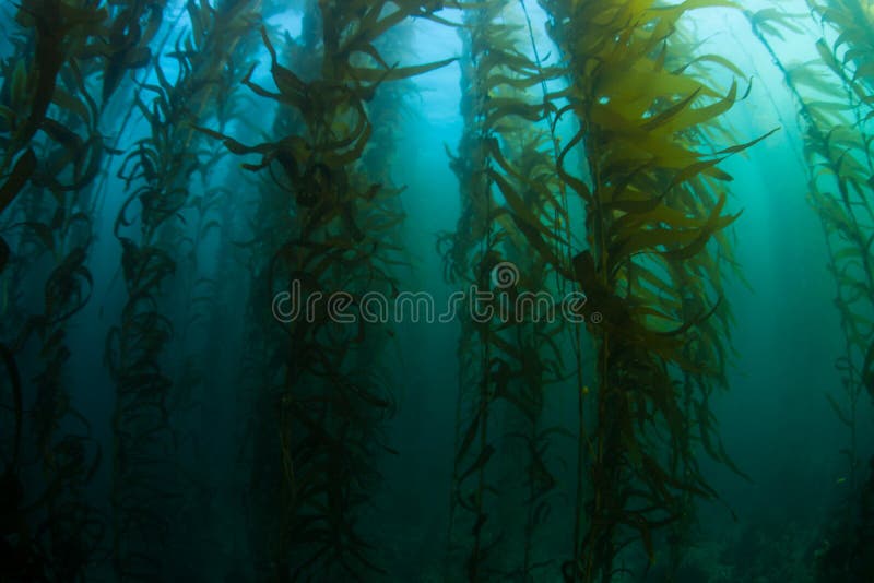 Forêt De Varech En Californie Image stock - Image du côte, pousse ...